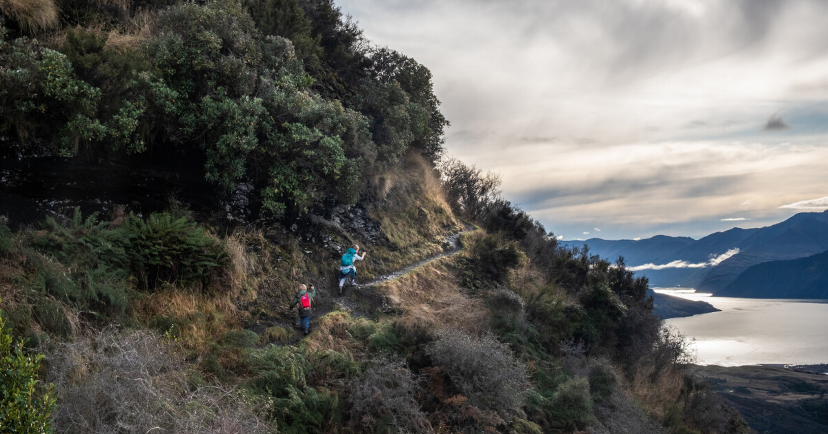 Have a hmmm — NZMSC