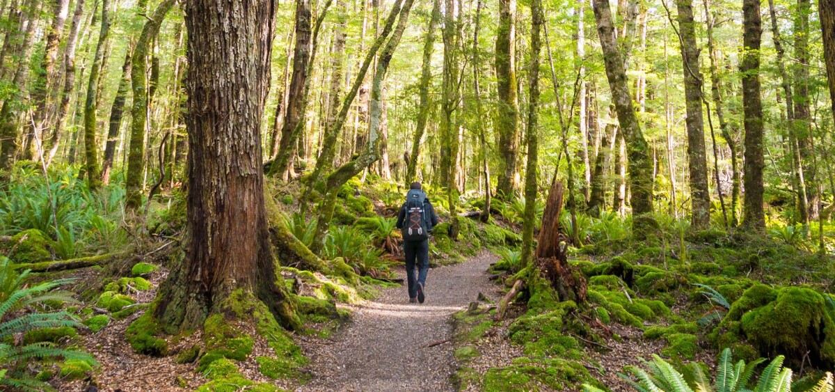 How to Choose the Right Great Walk — NZMSC