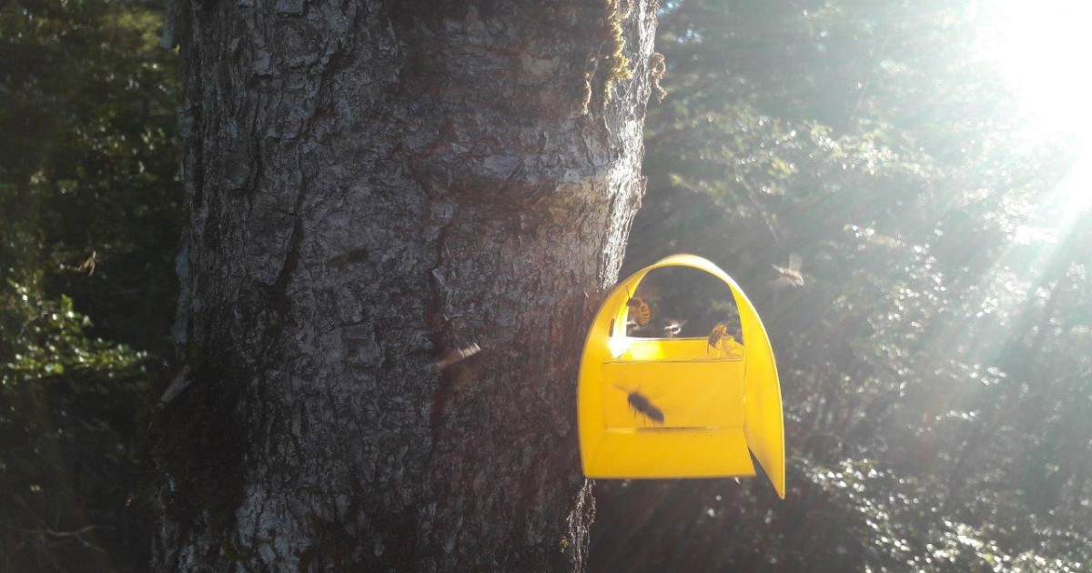 Beware the Sting: A Tramper's Guide to Wasp Attacks — NZMSC